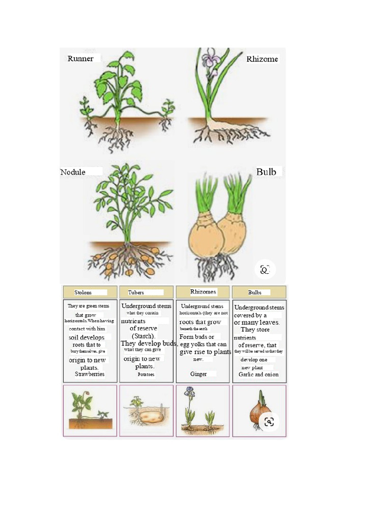 Asexual Reproduction of Plants | PDF | Sexual Reproduction | Reproduction