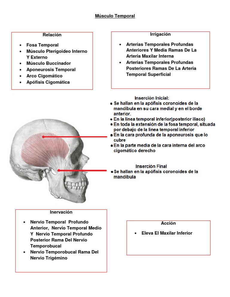Músculo Temporal | PDF