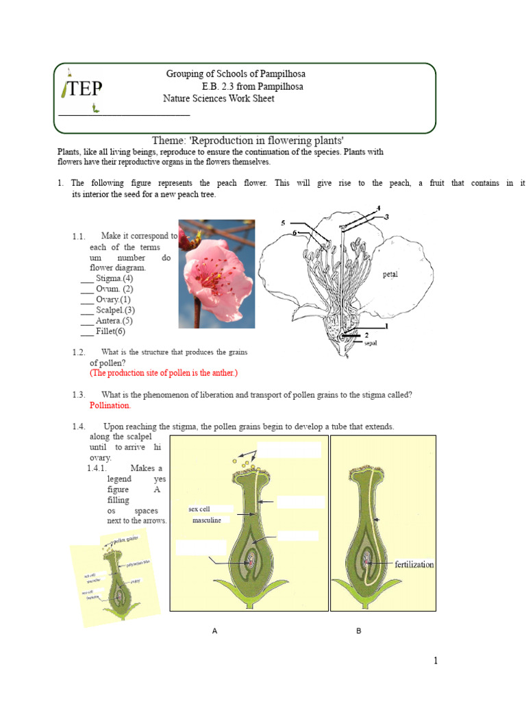 Nature Sciences Work Sheet For 6th Grade - Reproduction in Flowering ...