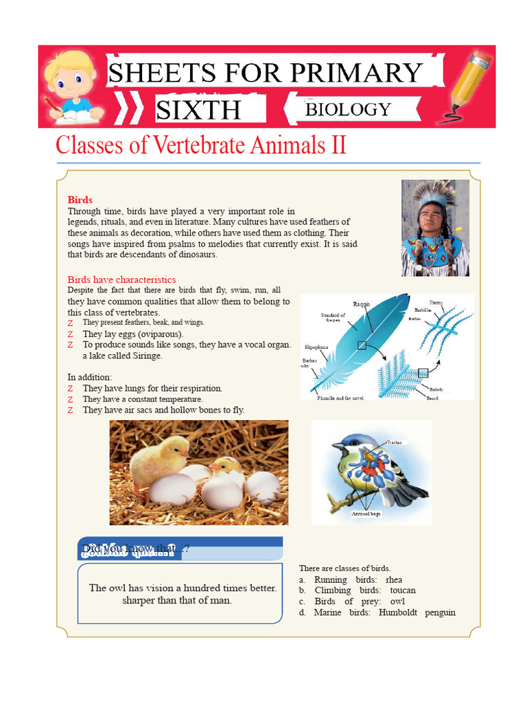 Classes of Vertebrate Animals For Sixth Grade 2 | PDF | Mammals | Birds