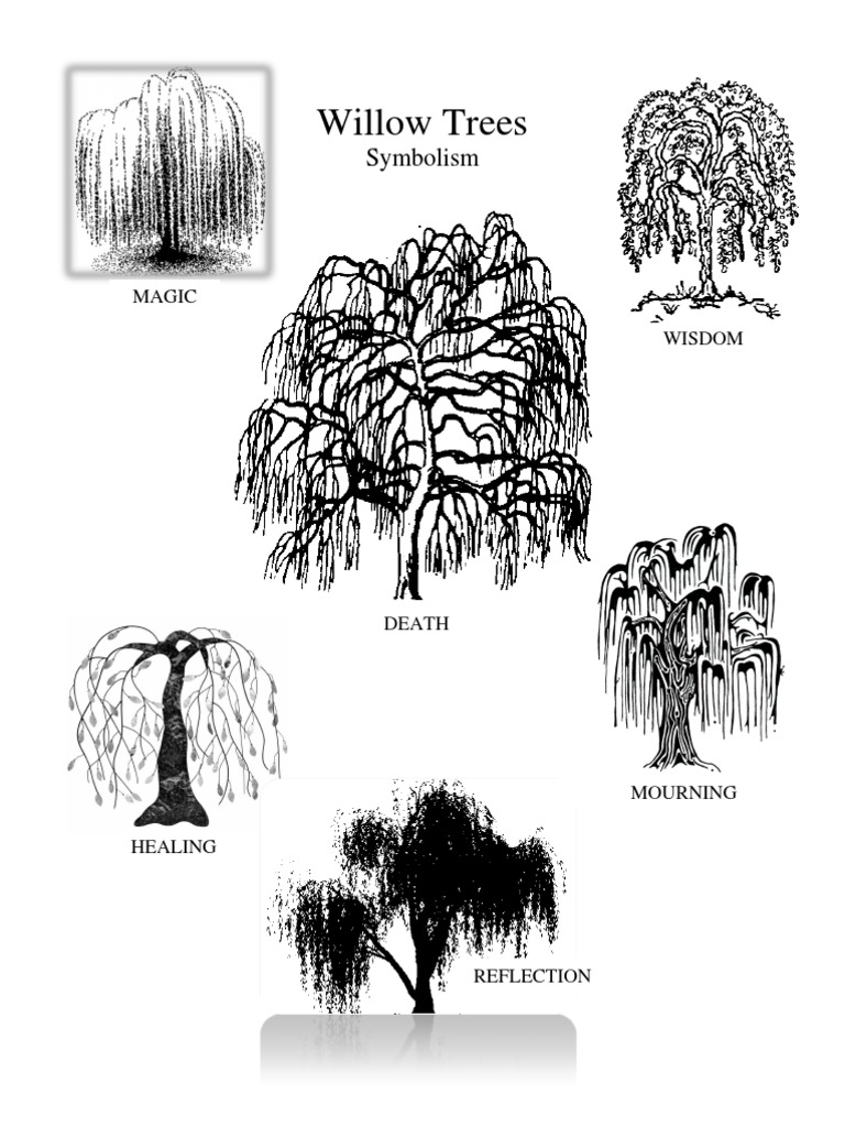 Willow Trees: Symbolism & Meaning | PDF