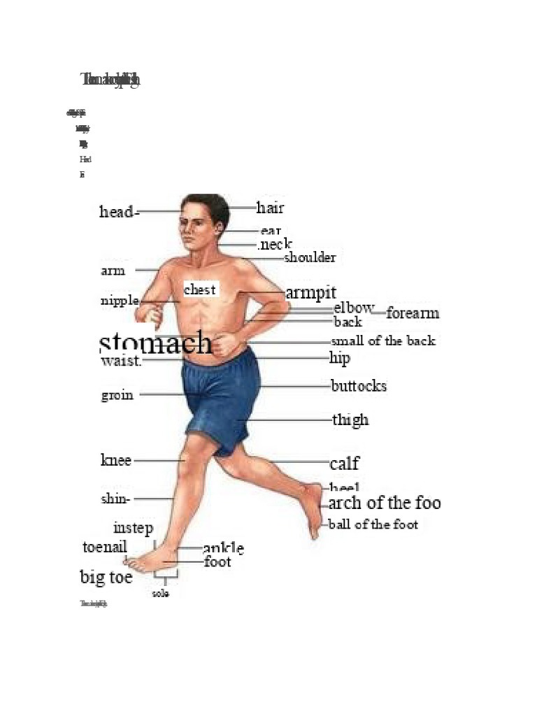 The Human Body and Its Parts in English | PDF