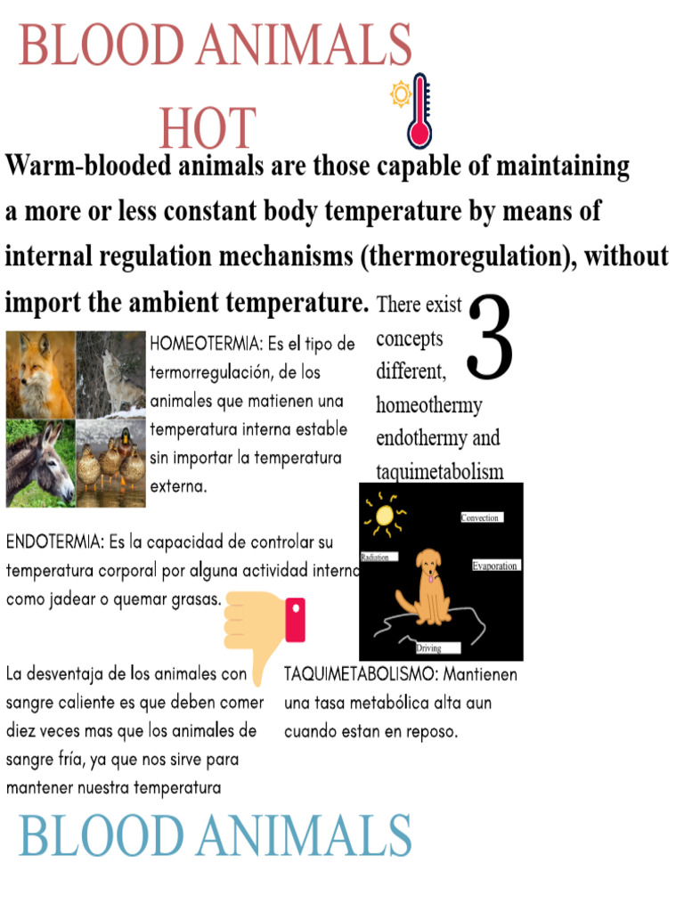 Warm-Blooded Animals | PDF
