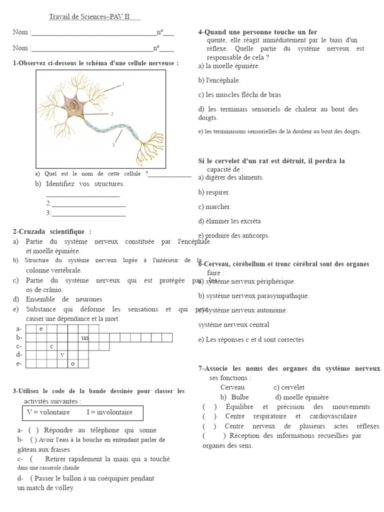 Anatomie et Fonctions du Système Nerveux | PDF | Système nerveux ...