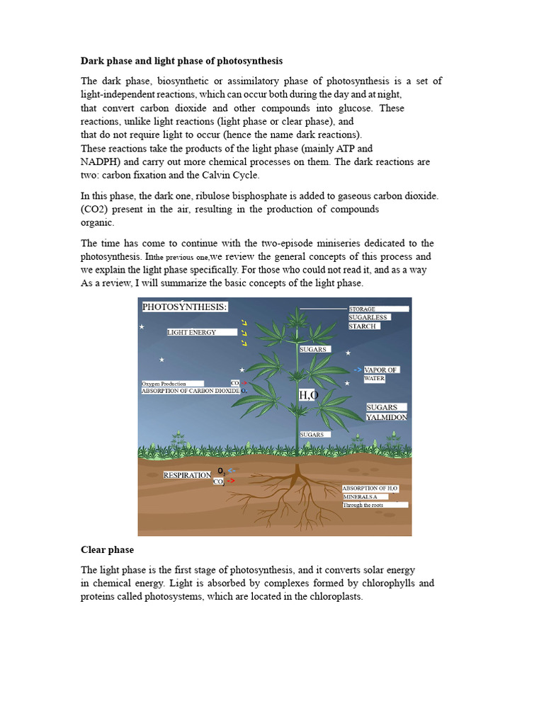 Dark Phase and Light Phase of Photosynthesis | PDF