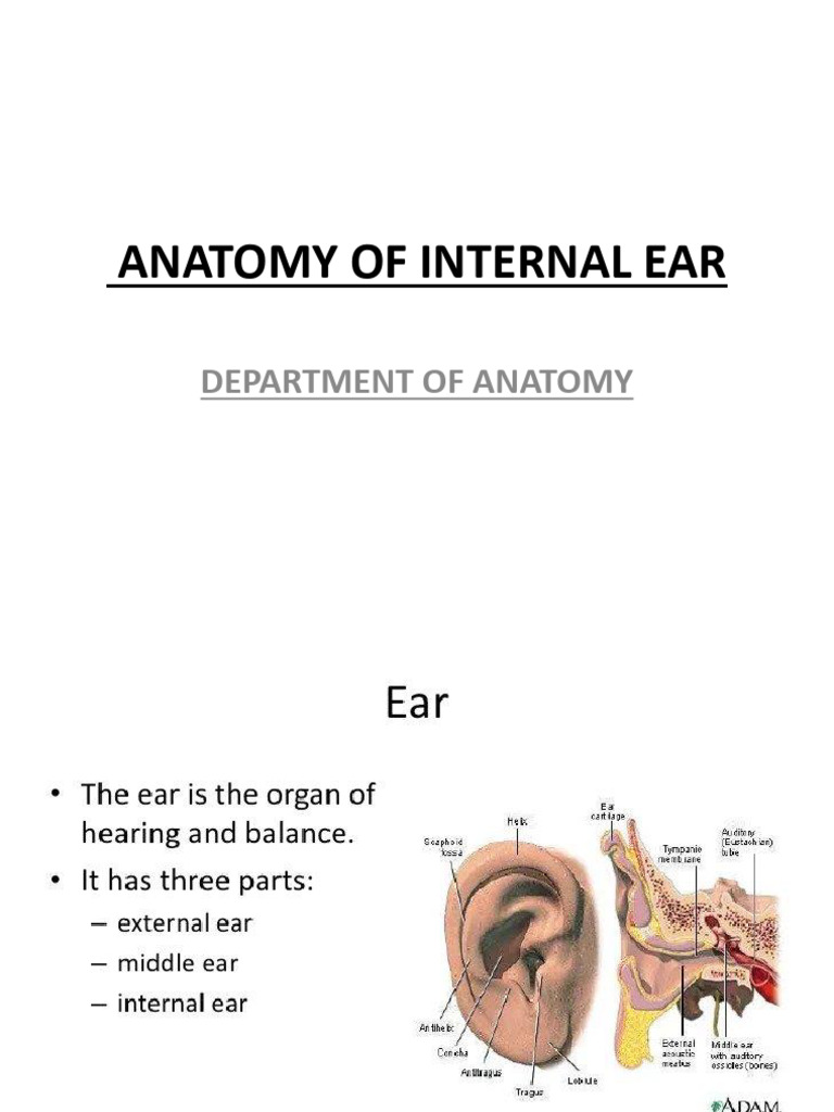 Anatomy of Internal Ear | PDF