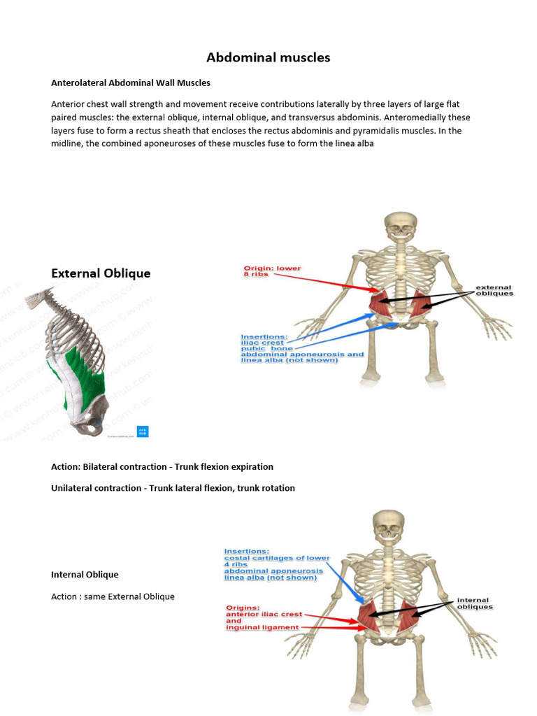 Abdominal Wall Muscle Functions Explained | PDF