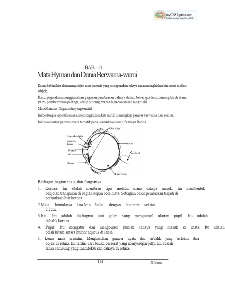 10 Catatan Sains 11 Mata Manusia Dan Dunia Berwarna 1 | PDF
