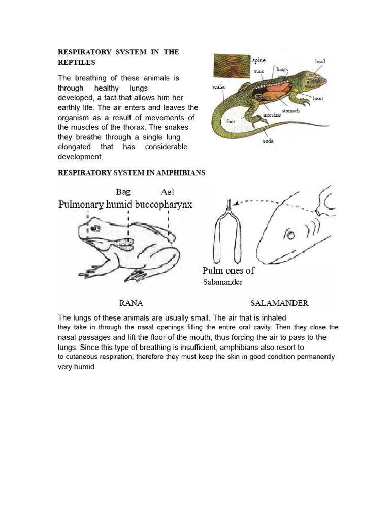 Respiratory System in Vertebrate Animals | PDF | Respiratory System | Lung