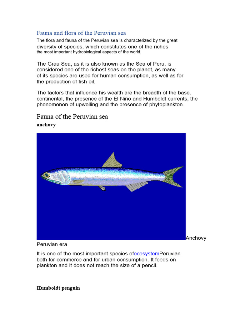 Marine Species of the Peruvian Sea | PDF | Oceanography | Marine Biology
