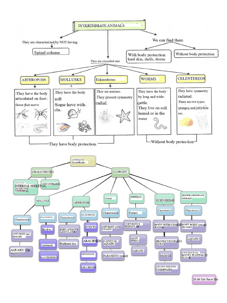 Overview of Invertebrate Animals | PDF | Invertebrate | Mollusca