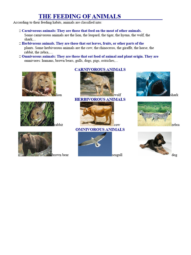 Animal Feeding | PDF
