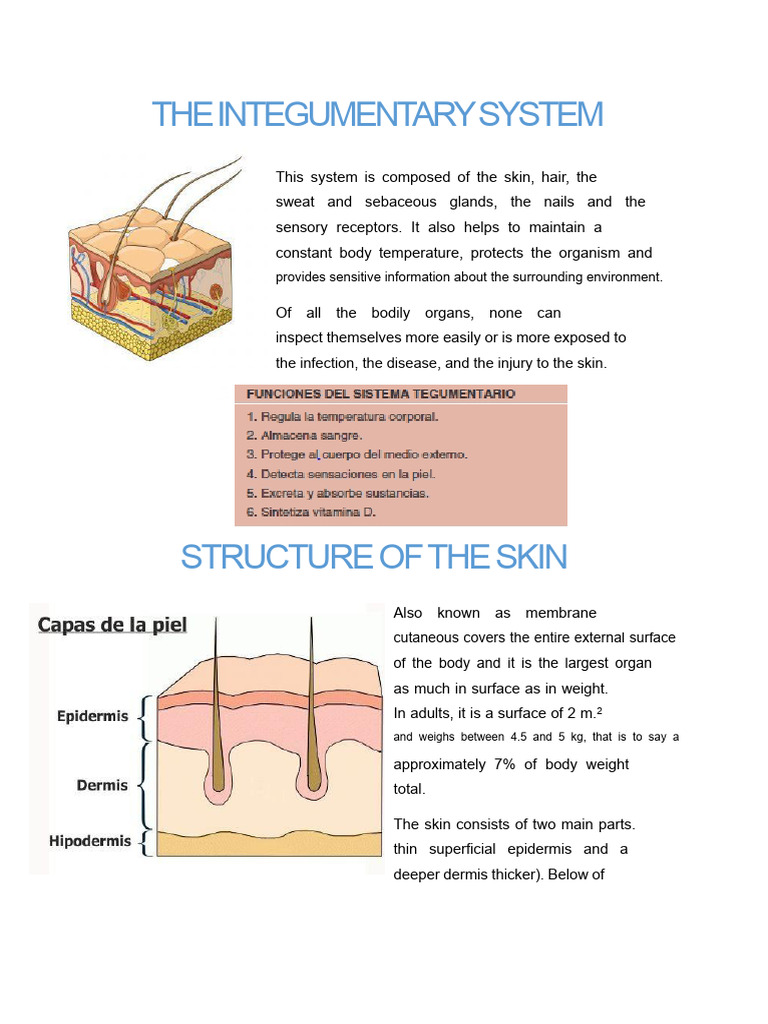 Overview of the Integumentary System | PDF | Integumentary System | Skin