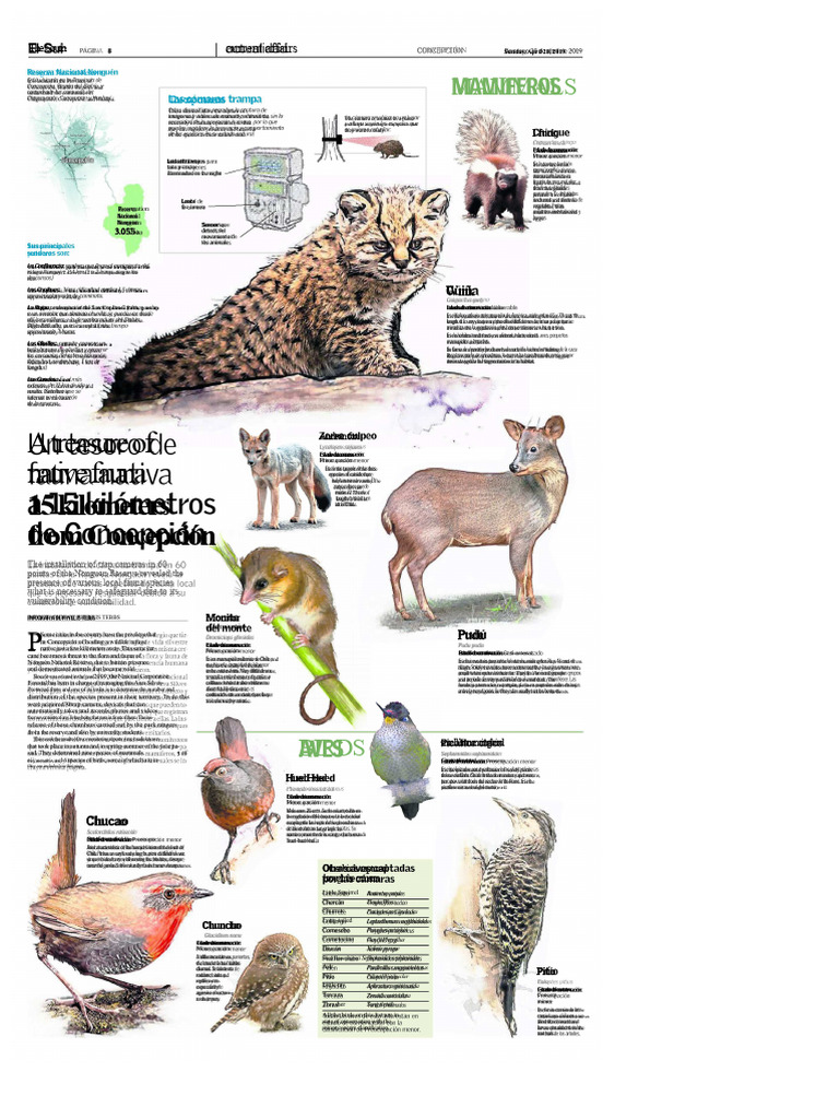 Native Animals of The Eighth Region. El Sur Newspaper | PDF | Zoology