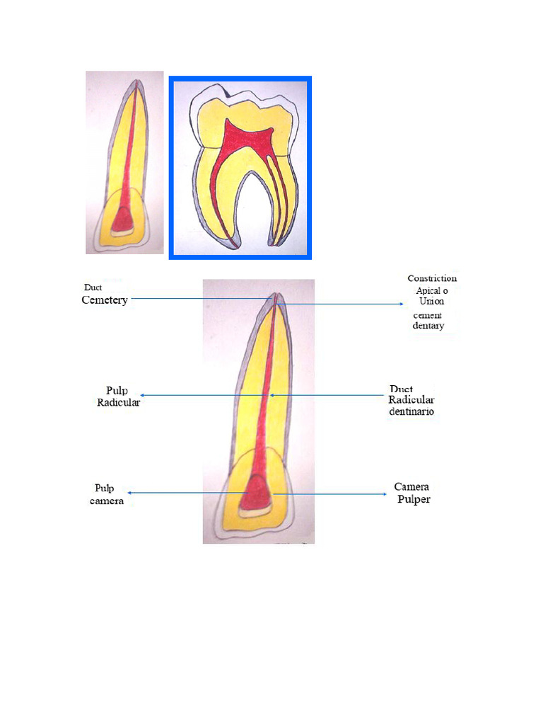 Pulp Cavity Topographic Anatomy Insights | PDF | Dentistry | Mouth