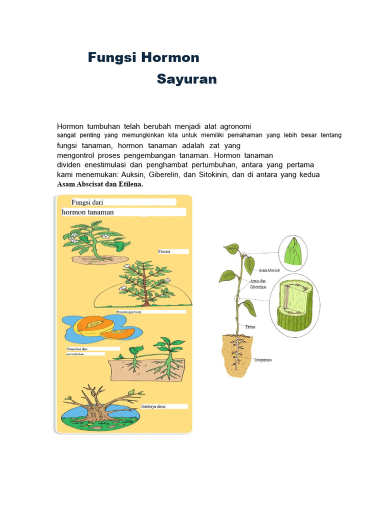 Fungsi Hormon Tumbuhan | PDF