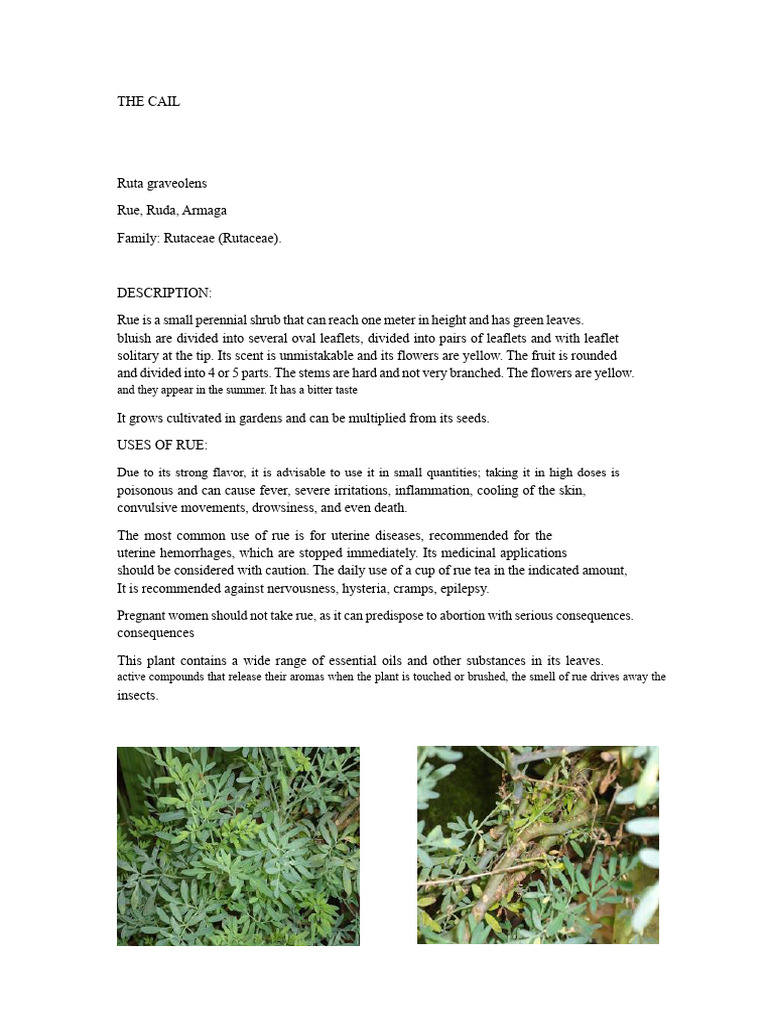 The Rue | PDF | Pomegranate | Leaf