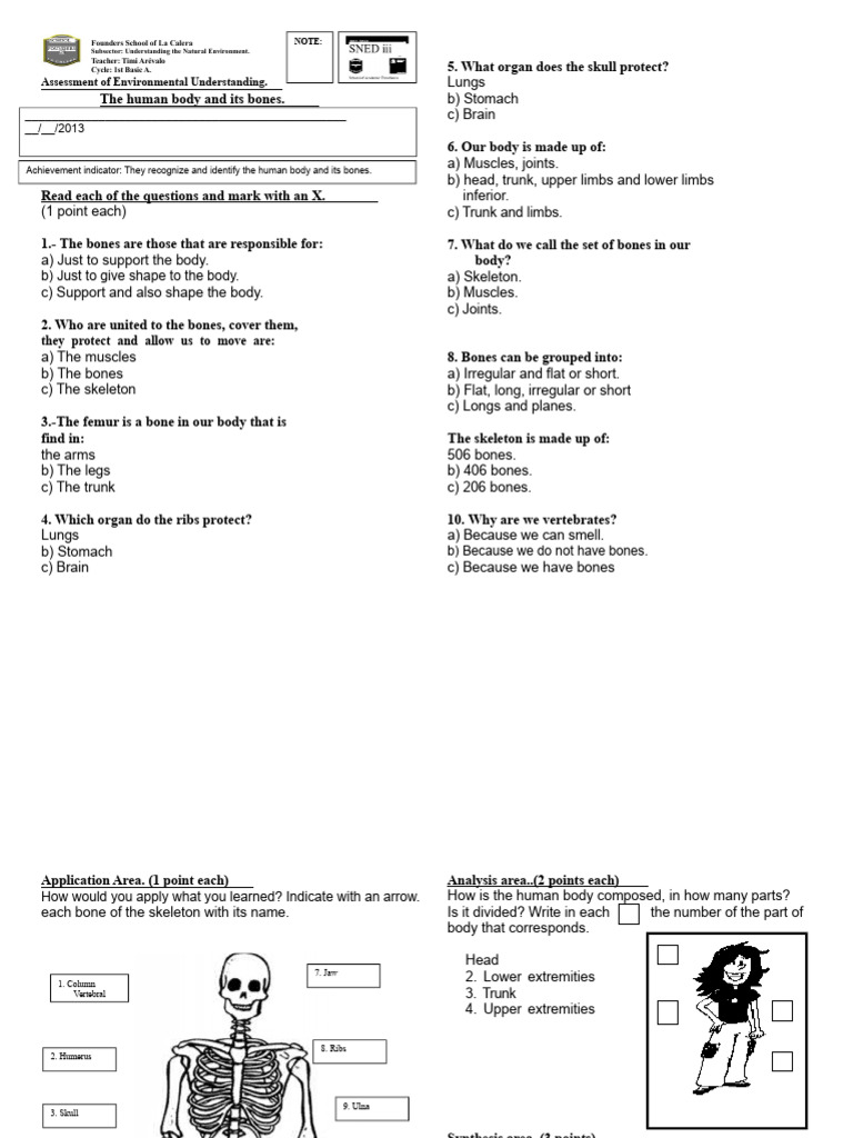 Human Body Evaluation 1st Grade Skeleton 2013 | PDF | Skeleton | Bone
