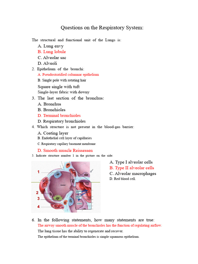 Question Part of The Respiratory System | PDF