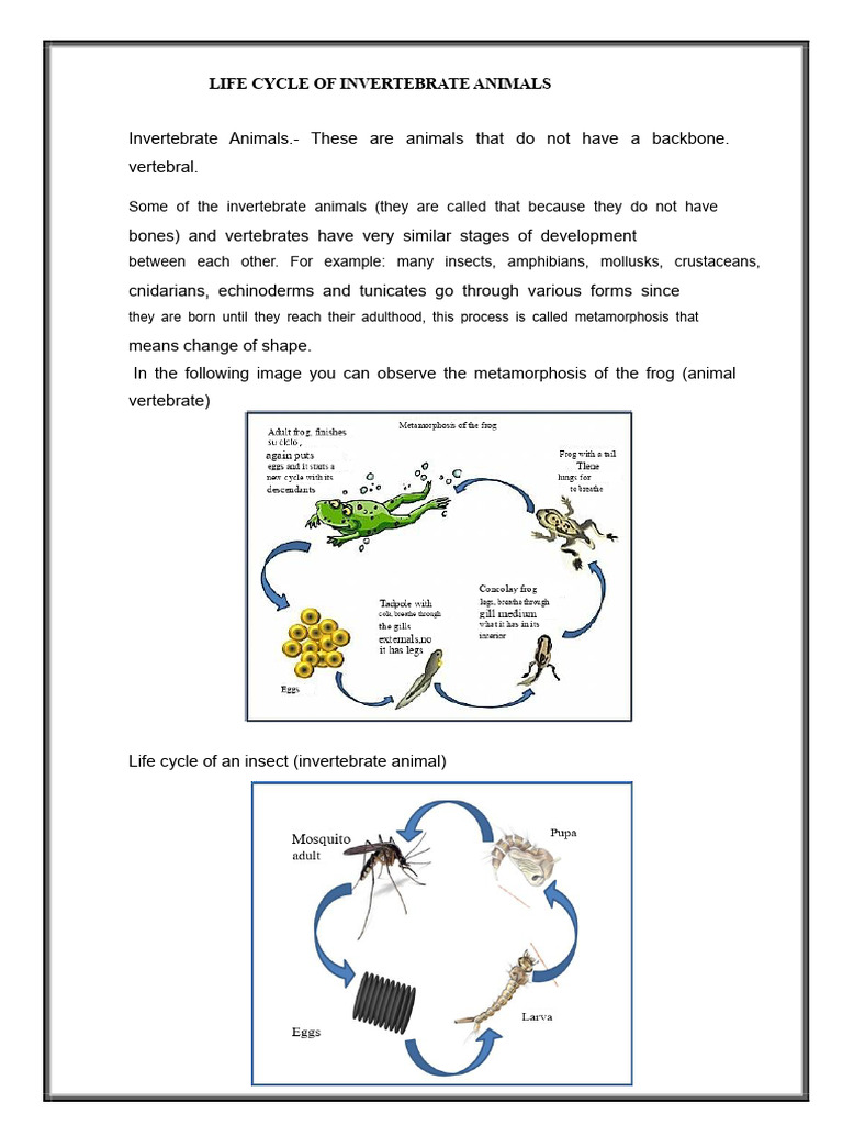 Invertebrate Animal Life Cycles | PDF | Uterus | Fly