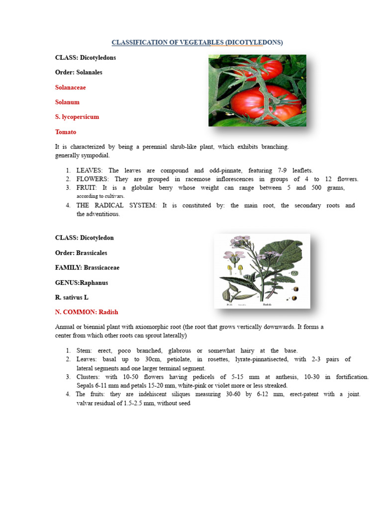 Classification of Vegetables (Dicotyledons) | PDF | Plants | Botany