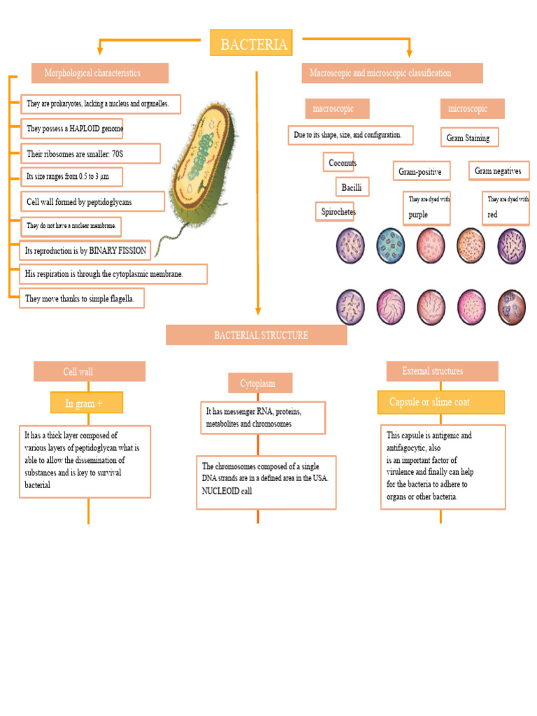 Conceptual Map of Bacteria | PDF | Bacteria | Cell (Biology)