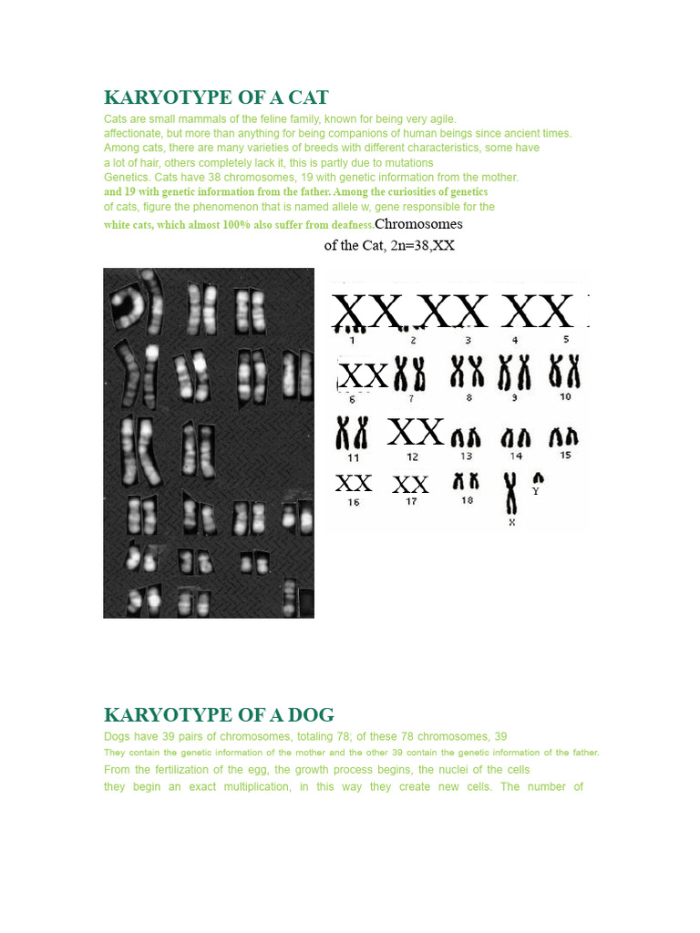 Karyotype of One | PDF