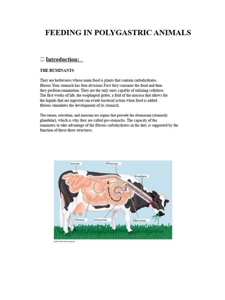 Understanding Polygastric Animals | PDF | Ruminant | Human Digestive System