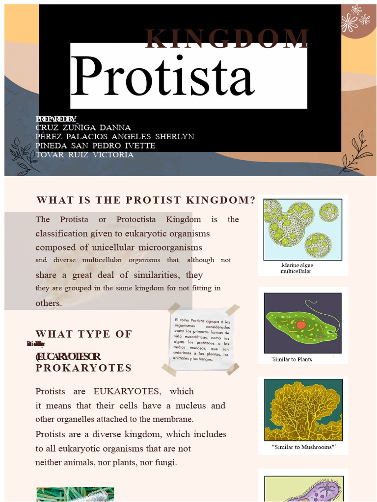 Infographic Kingdom Protista | PDF