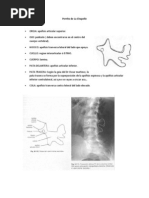 Signo del Perrito Escocés en Radiología | PDF | Vértebra | Medicina