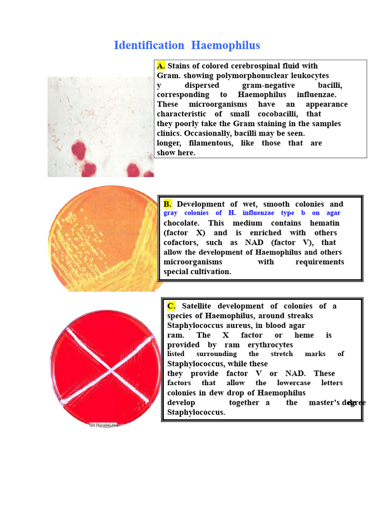 Identification of Haemophilus Species | PDF | Microbiology | Organisms