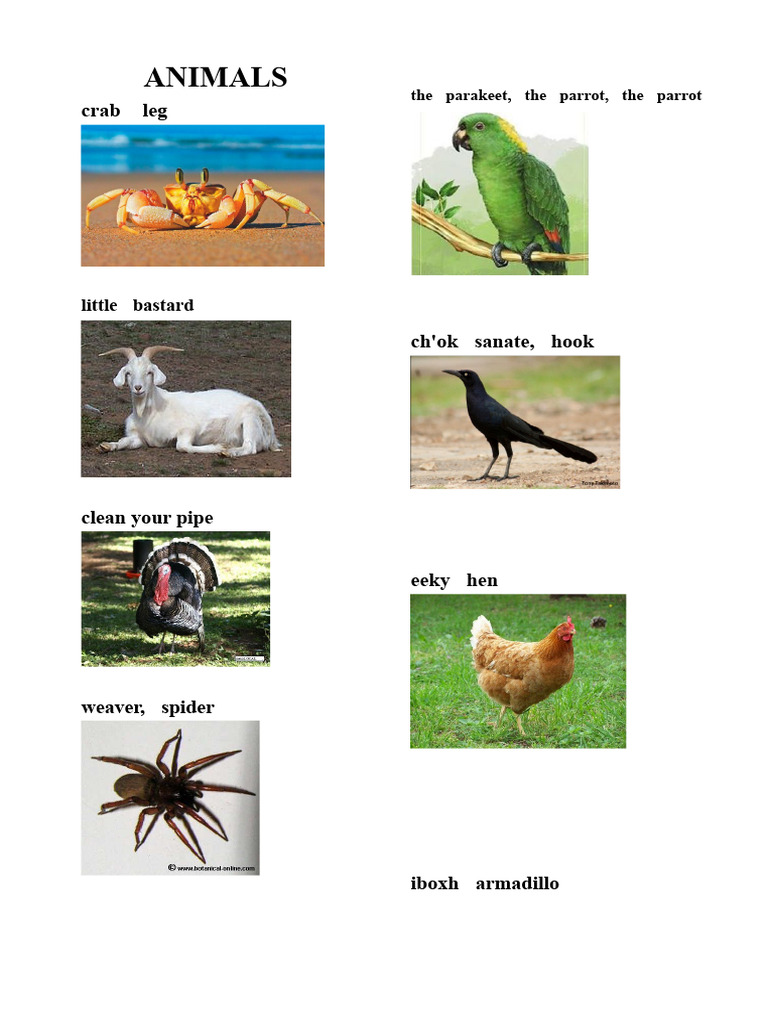 ANIMALS in Mam and Spanish | PDF