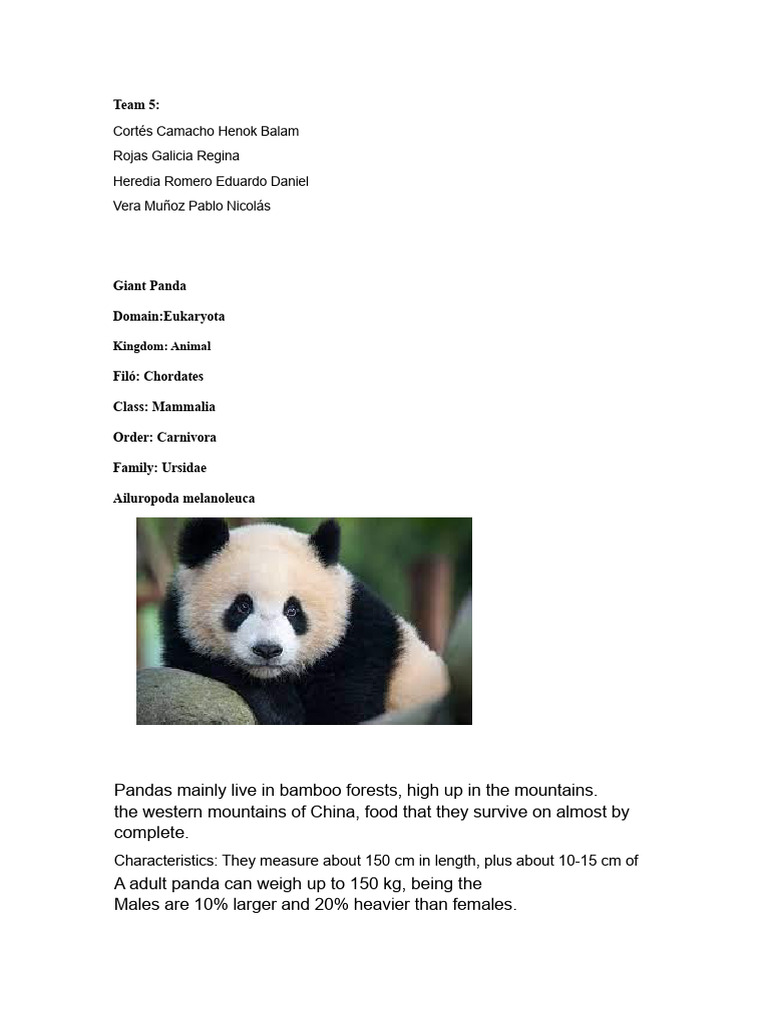 Giant Panda Taxonomy Overview | PDF
