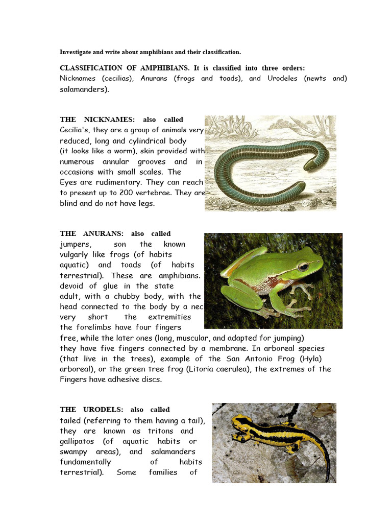 Amphibian Classification and Metamorphosis | PDF | Amphibian | Frog