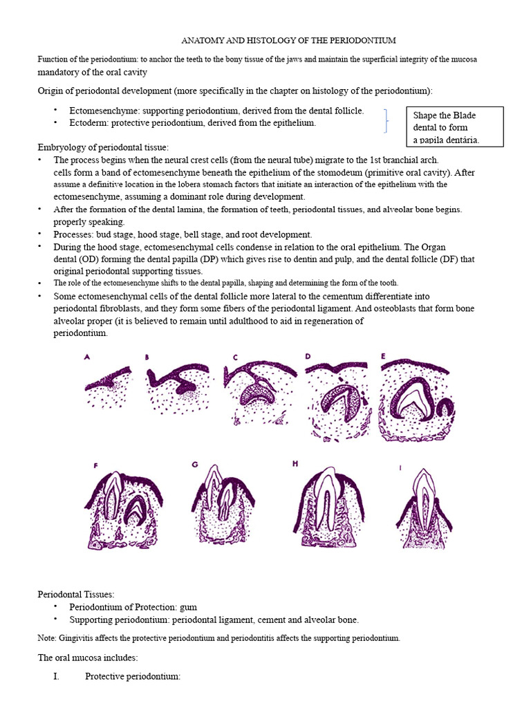 Anatomy and Histology of The Periodontium 2 PDF | PDF | Epithelium | Bone