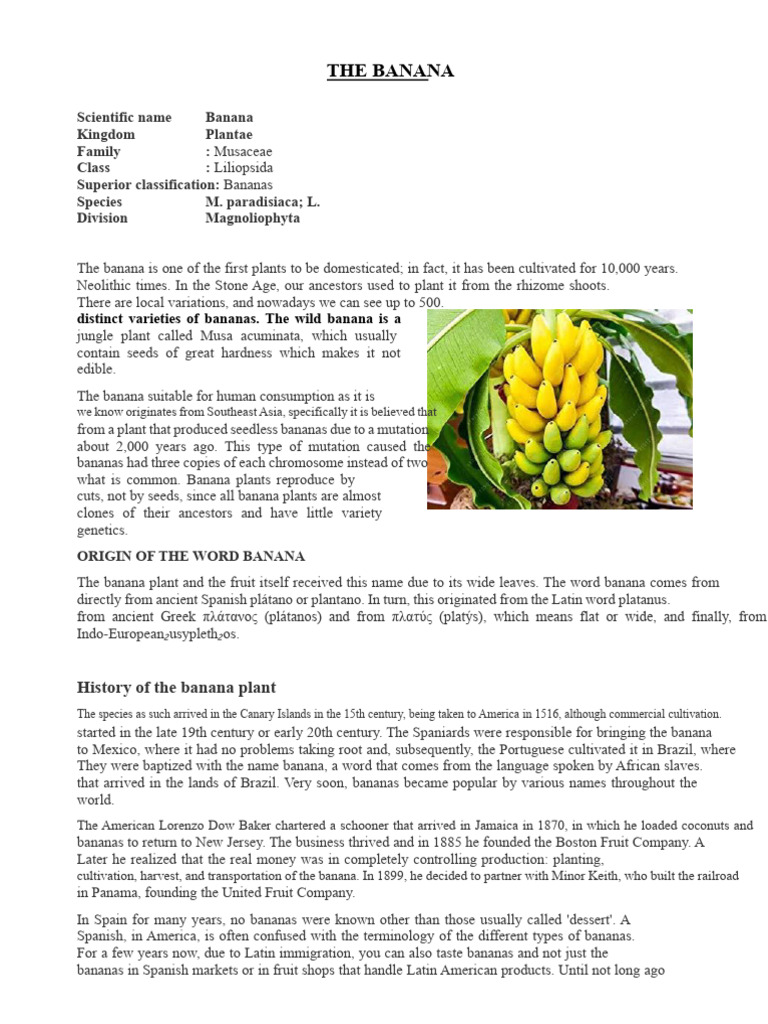 The Banana | PDF | Banana | Mango