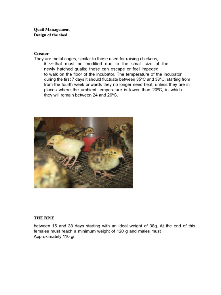 Quail Management | PDF | Water | Lighting