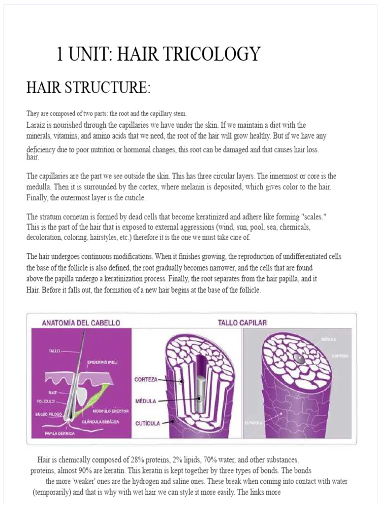 Understanding Hair Structure and Growth | PDF | Hair Loss | Hair