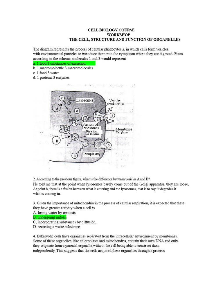 Cell Workshop | PDF | Cell (Biology) | Secretion