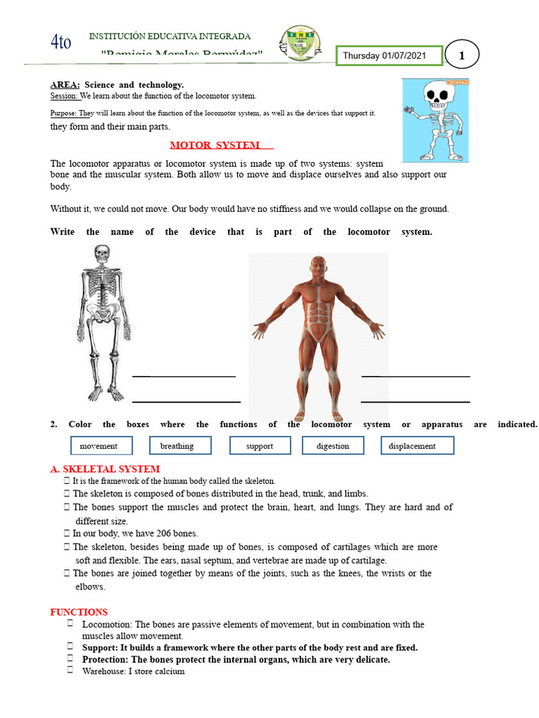 Activity Sheet For The Entire Week 12 Thursday Friday | PDF | Skeleton ...