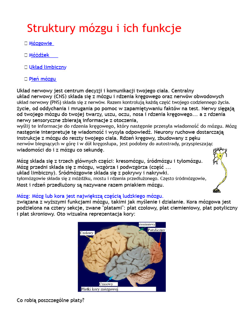 Struktury Mózgu I Ich Funkcje | PDF