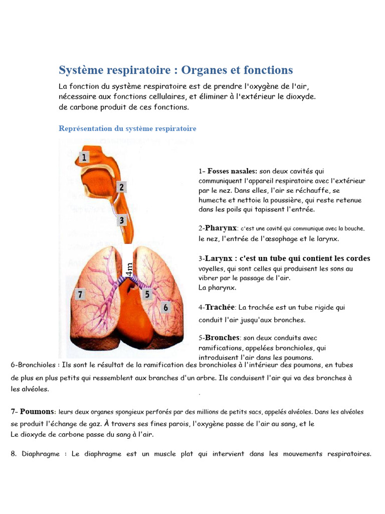 Organes et fonctions du système respiratoire | PDF | Système ...