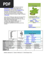 Endophytic vs Exophytic Tumors Explained | PDF