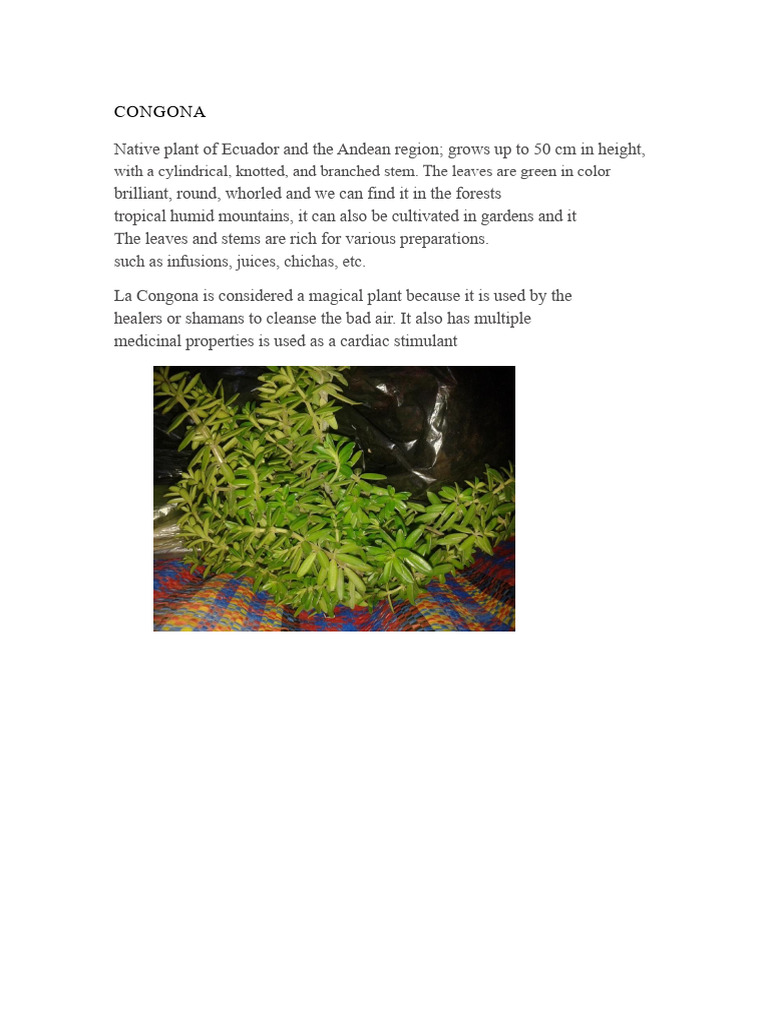 CONGONA | PDF | Plants | Botany