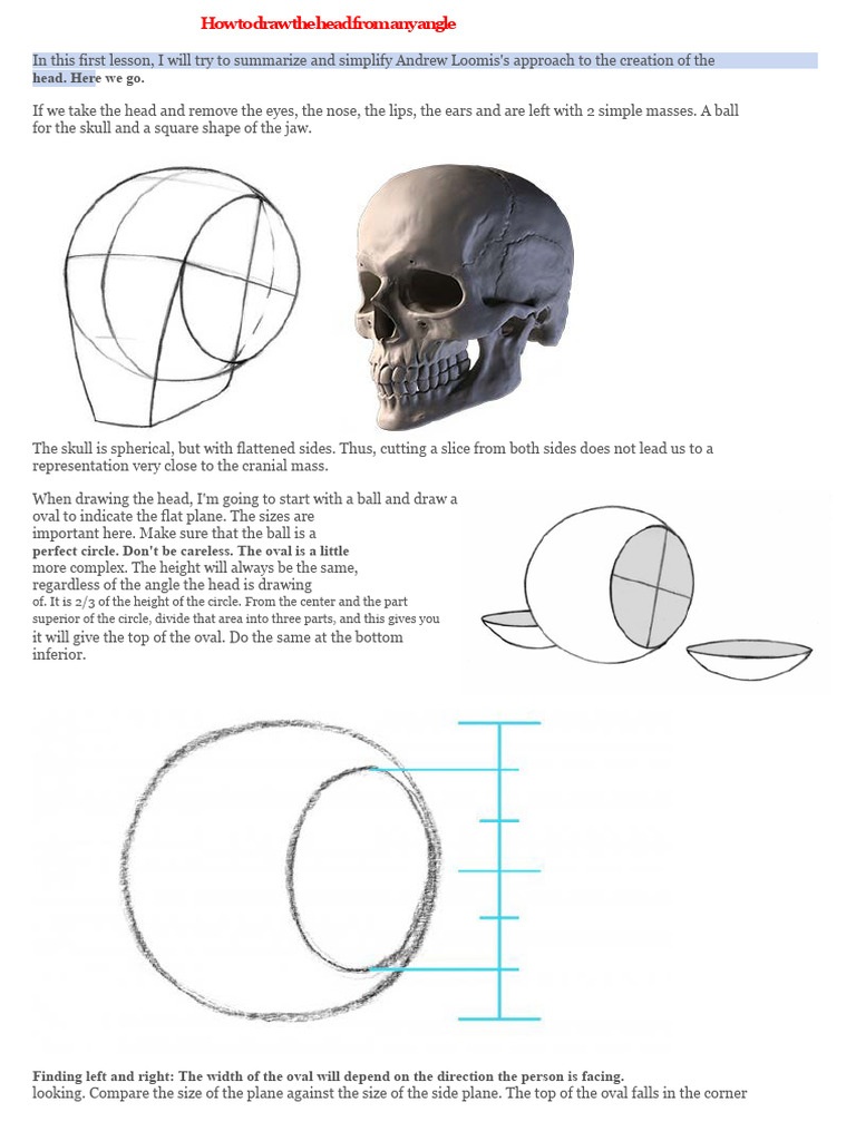 Drawn Portraits By Proko Pdf Forehead Skull