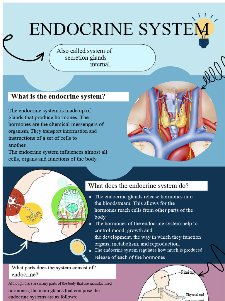 Endocrine System Infographic - F3 | PDF