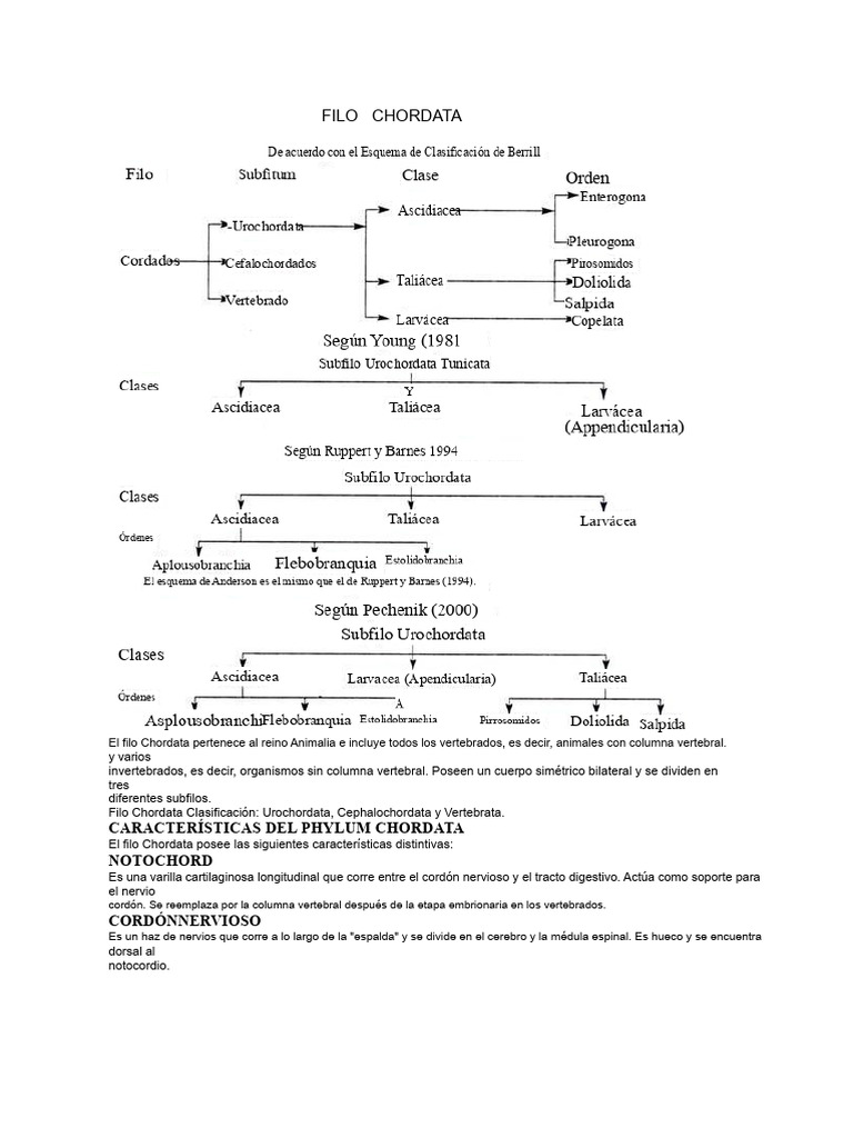 Filo Chordata | PDF | Vertebrados | Cordados