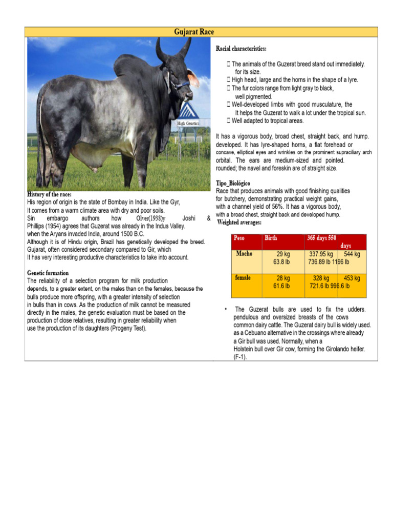Breed Card Guzerat Pdf Cattle Bull