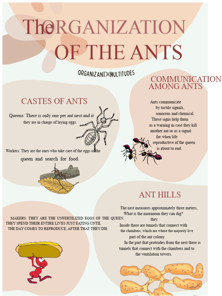 The Organization of Ants | PDF | Ant | Apocrita