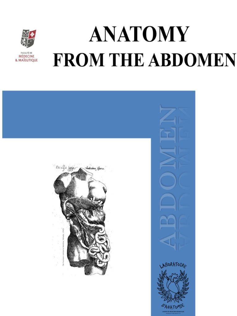 Anatomy of the Abdomen Explained | PDF | Peritoneum | Abdomen